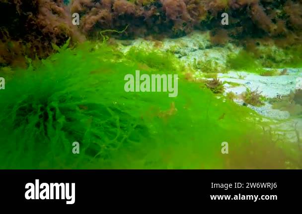 Macrophytes, Red and Green algae (Ceramium, Cladophora, Ulva ...