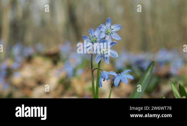Ground level view of primrose flowers Stock Videos & Footage - HD and ...