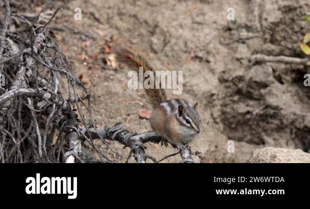 Chipmunk tail Stock Videos & Footage - HD and 4K Video Clips - Alamy