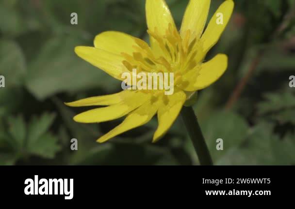 Ficaria ranunculoides Stock Videos & Footage - HD and 4K Video Clips ...