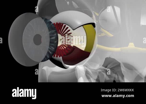 Anatomy of the eye. 3D animation. with matte Stock Video Footage - Alamy