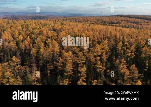 Mountain taiga Stock Videos & Footage - HD and 4K Video Clips - Alamy