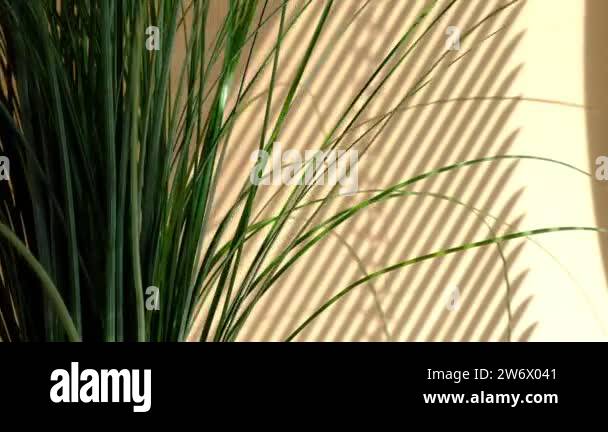 minimalistic screensaver. Morning sun lighting the room, shadow ...