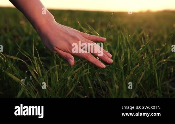Farmers hand touches wheat sprouts on fertile land. Environmental ...