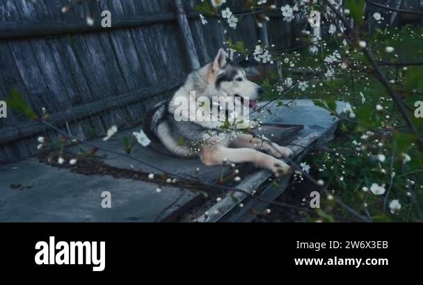 Grey wolf cut out Stock Videos & Footage - HD and 4K Video Clips - Alamy
