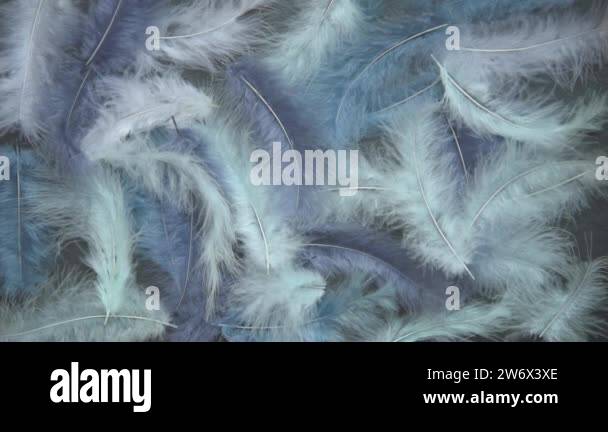 Feathers of delicate blue shades. Background, texture. Abstract and ...