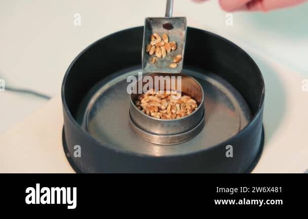 Labrant weighs a few grains for research. Weighing wheat seeds in the ...