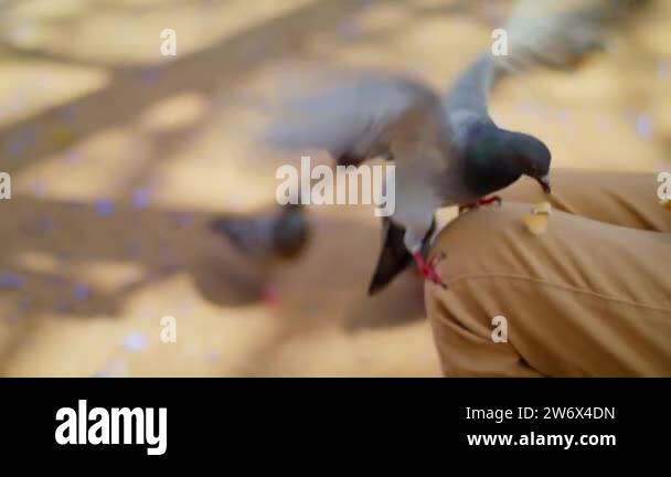 Bird with human face Stock Videos & Footage - HD and 4K Video Clips - Alamy