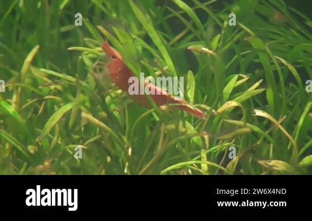 Aquatic grass Stock Videos & Footage - HD and 4K Video Clips - Alamy