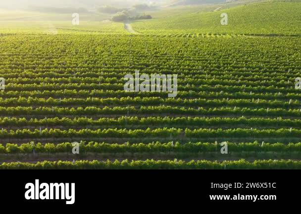 Vine terrace Stock Videos & Footage - HD and 4K Video Clips - Alamy