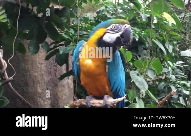 Macaw parrot bird in tree close up, Macaws are tropical parrots of ...