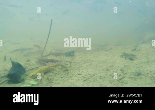 underwater life of the Carpathian and Alpine newts and other aquatic ...