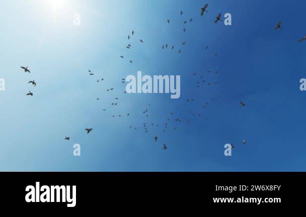 Scared of birds Stock Videos & Footage - HD and 4K Video Clips - Alamy