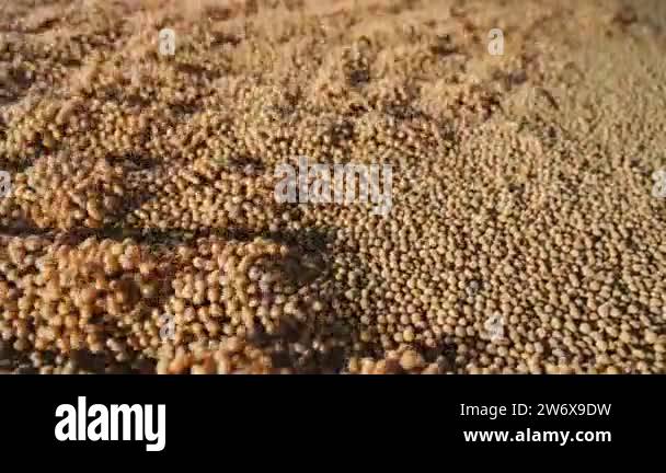 Vibration storage and cleaning of soybeans. Soybean storage on an ...