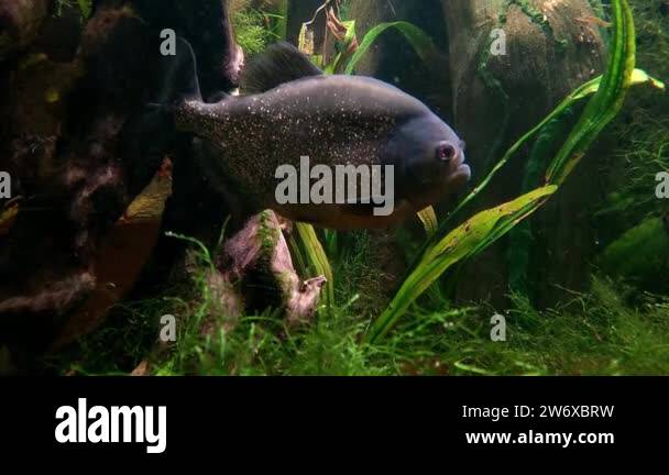Scary fish Stock Videos & Footage - HD and 4K Video Clips - Alamy