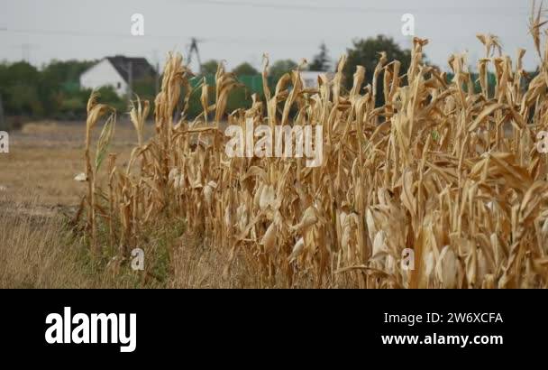 Fall trees with corn field Stock Videos & Footage - HD and 4K Video ...