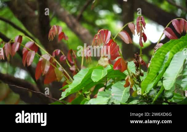 Pometia pinnata (also called matoa, taun tree, island lychee, tava ...