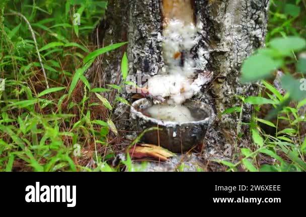 Pine process Stock Videos & Footage - HD and 4K Video Clips - Alamy
