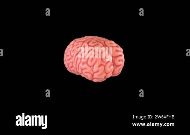 Human Brain Rotation 3D Animation on Black Background Stock Video ...