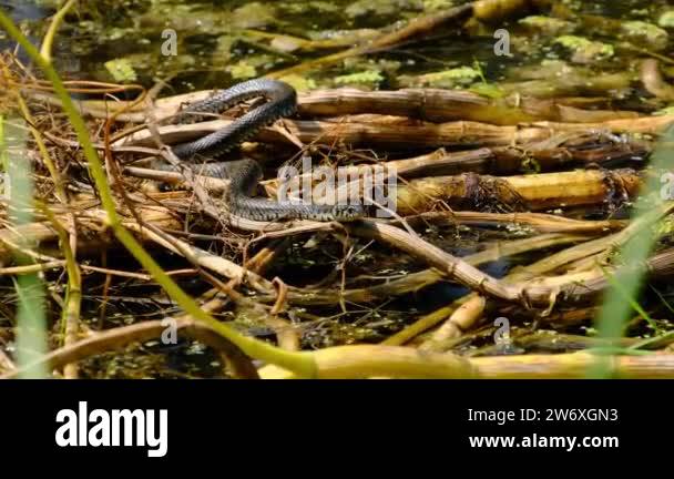 Portrait of Snake in Swamp Thickets and Algae, Close-up, Serpent in ...