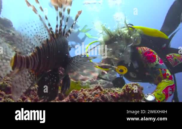 Lion fish. Exciting diving on the reefs of the Maldives archipelago ...