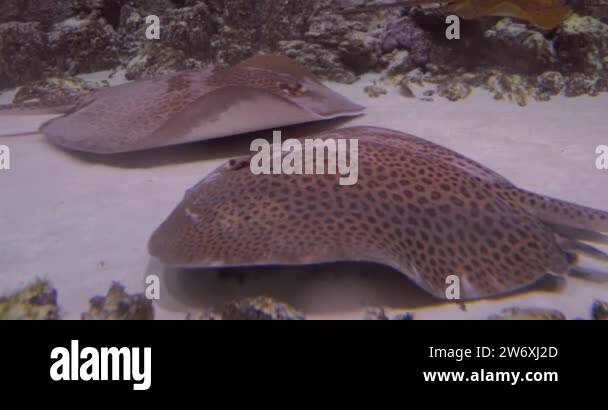 Stingrays under water. Stingrays are a group of sea rays, which are ...