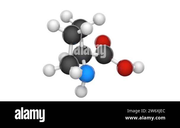Proline (symbol Pro or P) is a cyclic, nonessential amino acid in ...