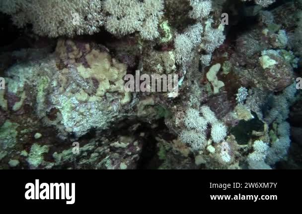 Bug-eyed fish red snapper hiding under soft coral at bottom of Red Sea ...