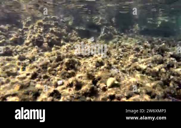 Underwater of a real sea with microscopic animals, planktons and small ...