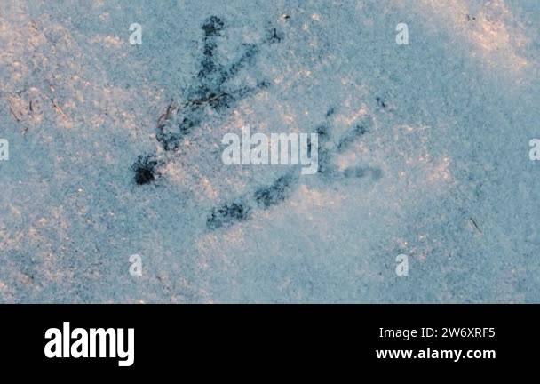 Bird steps Stock Videos & Footage - HD and 4K Video Clips - Alamy