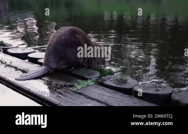 Beaver fat Stock Videos & Footage - HD and 4K Video Clips - Alamy