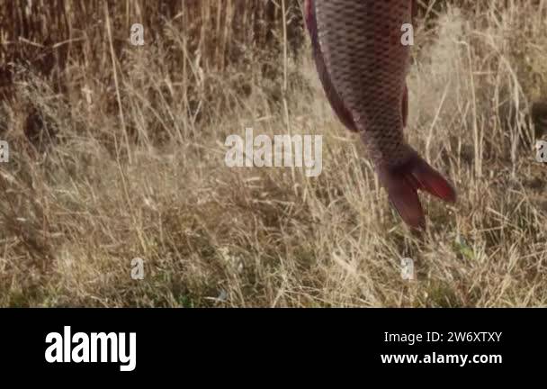 Carp tail Stock Videos & Footage - HD and 4K Video Clips - Alamy