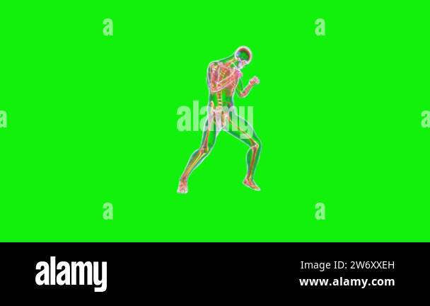 Athlete X-Ray Boxing, Side View, Seamless Loop, Green Screen Chromakey ...