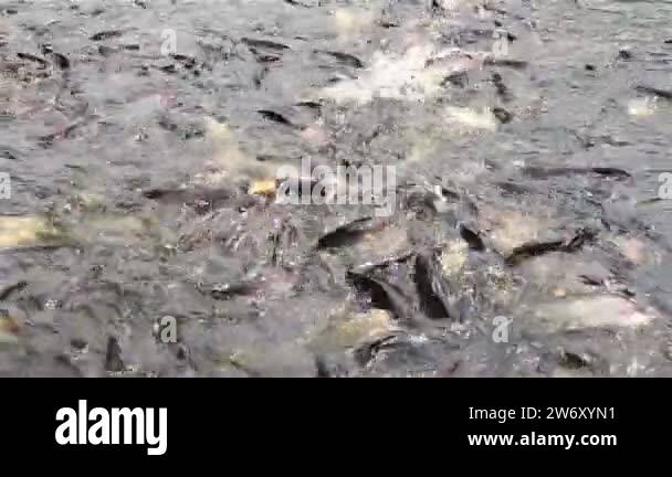 Crowd fish feeding in river Stock Videos & Footage - HD and 4K Video ...