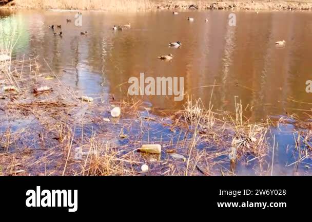 Environmental pollution. Plastic bottles, bags, trash in river, lake ...