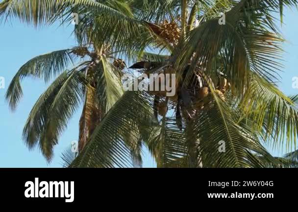 Coconut tree lots of Stock Videos & Footage - HD and 4K Video Clips - Alamy