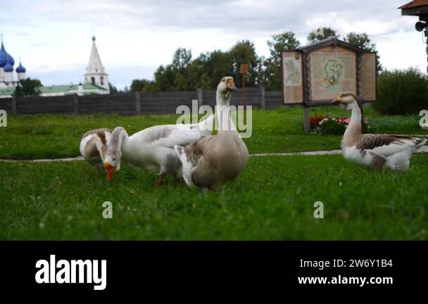 White domestic embden goose Stock Videos & Footage - HD and 4K Video ...