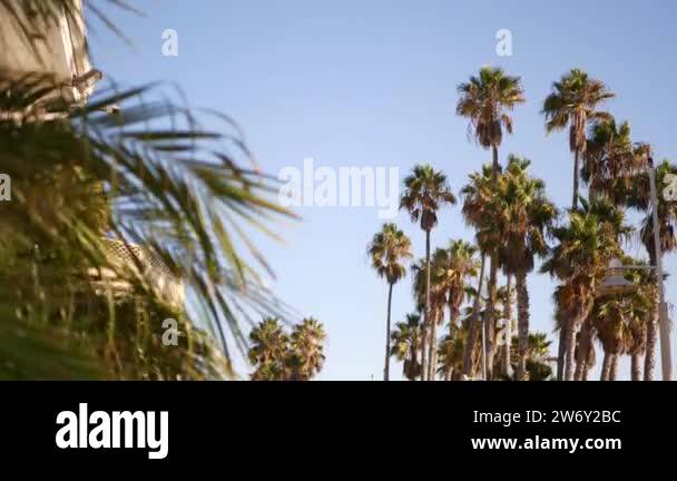 Palms in Los Angeles, California, USA. Summertime aesthetic of Santa ...