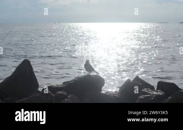 Raven rocks Stock Videos & Footage - HD and 4K Video Clips - Alamy