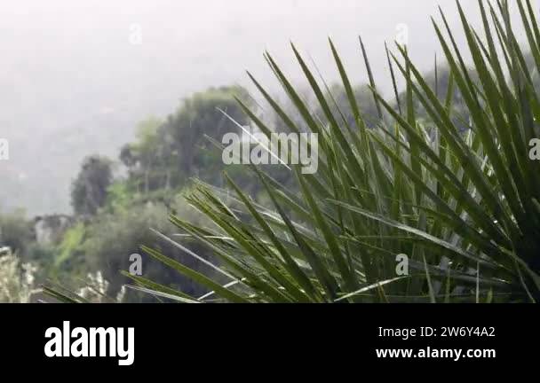 Olive trees palm trees Stock Videos & Footage - HD and 4K Video Clips ...