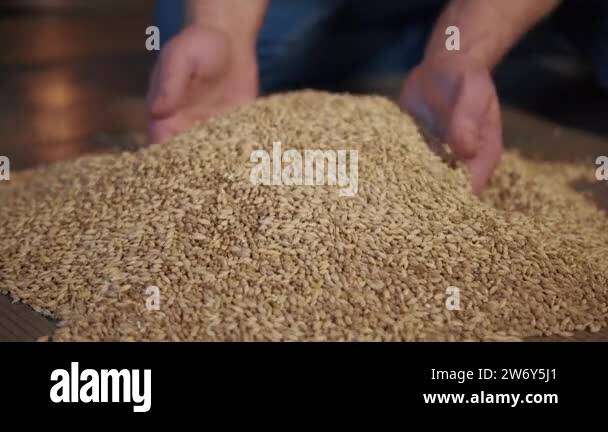 Beat the raw materials for beer. Man hands and hop, malt. Making of ...