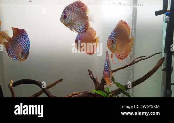 Symphysodon, colloquially known as discus, is a genus of cichlids ...