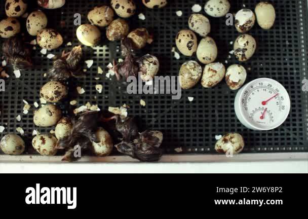the hatching of quails from eggs. Chicks in the incubator. Breeding ...