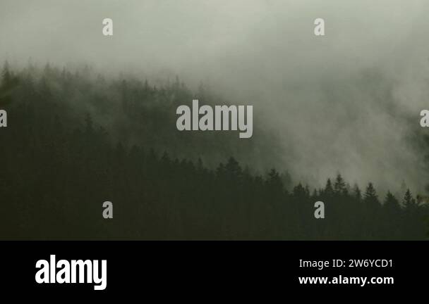 beautiful Misty foggy landscape with dark forest on mountain among low clouds. Gloomy ...
