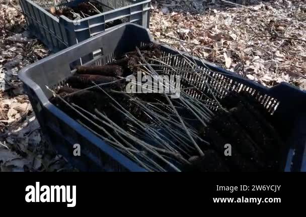 Planting a new forest. Foresters plant trees after deforestation. Young ...