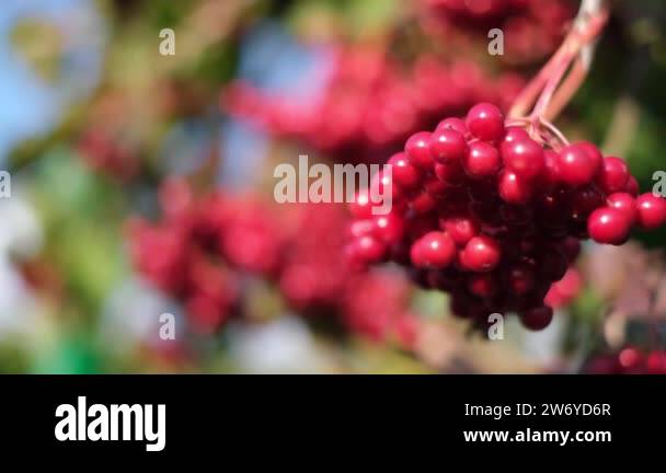 Viburnum Berry. A bunch of ripe red viburnum berries Stock Video ...