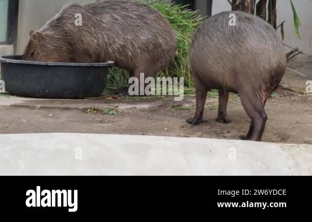Capybara or water pig Stock Videos & Footage - HD and 4K Video Clips ...