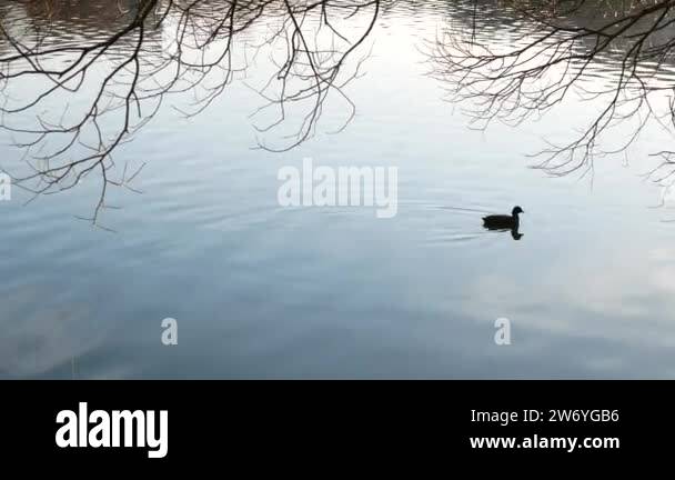 Swimming and skimming Stock Videos & Footage - HD and 4K Video Clips ...