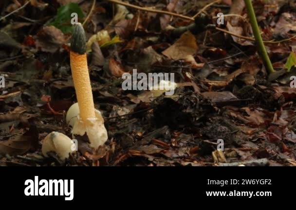 A group of Mutinus caninus, commonly known as the dog stinkhorn, a ...