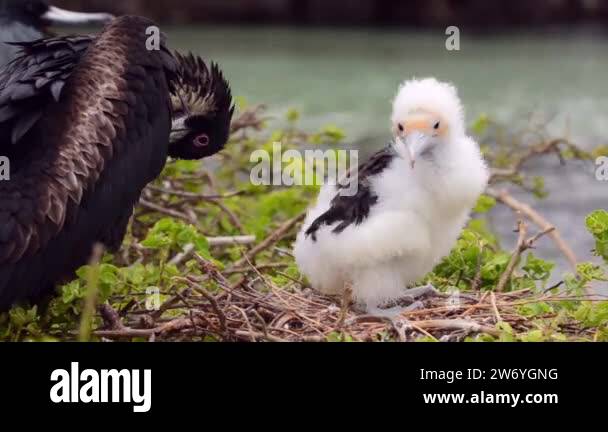The lesser frigatebird (lat. Frigate Ariel) in a nest with a chick ...